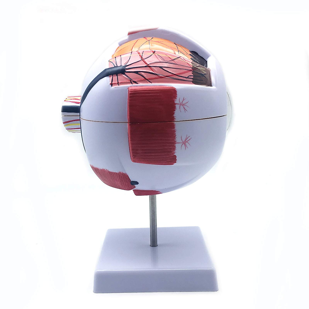 XINDAM 6X Enlarged Human Eye Anatomical Model,Anatomically Accurate Eye Model Human Eye Anatomy for Science Classroom Study Display Teaching Medical Model