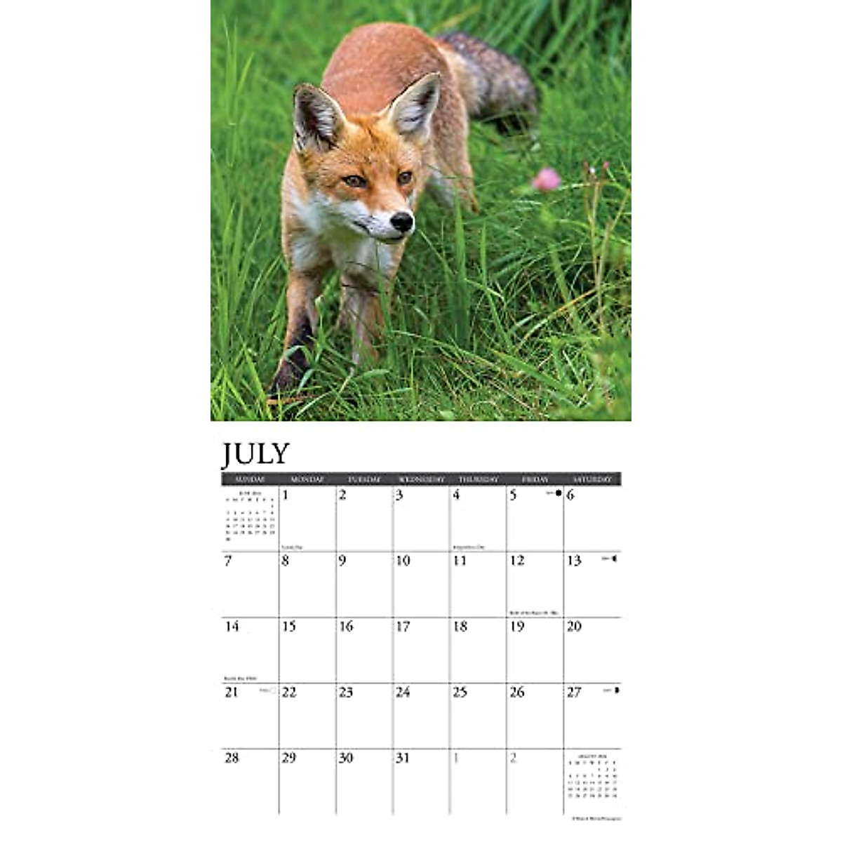 Willow Creek Press Foxes Monthly 2024 Wall Calendar (12" x 12")