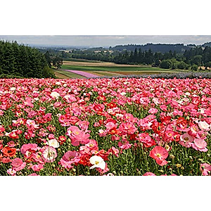 Shirley Single Mix Poppy Flower Seeds for Planting, 3000+ Flower Seeds Per Packet, (Isla's Garden Seeds), Non GMO & Heirloom Seeds, Scientific Name: Papaver rhoeas, Great Home Garden Gift
