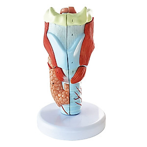 NEW HORIZON 1.5X Life Size Human Laryngeal Model Nasal Oral Cavity Throat Nasopharynx aryngopharyngeal Pharynx Larynx Anatomical Model Science MedicalStudents Teaching Aid