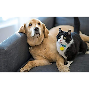 MY LUCKY PETS LLC Dog Dental Treats Large Breed - PET Teeth Health AID - Dogs and Cats - Immune Boost - Gum and Oral Care - coq10 for Dogs chewable - 2 Bottles (120 Tablets)