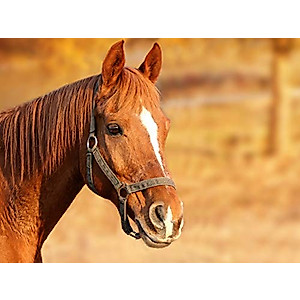 Horsemen's Pride 10" Horse Jolly Ball Apple Scented