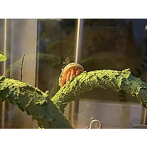 Hermit Crab Climbing Toys, Jungle Vines for Reptiles, Small Animal Terrarium Decor, Bendable, Artificial, for Hermit Crab, Frog, Reptile