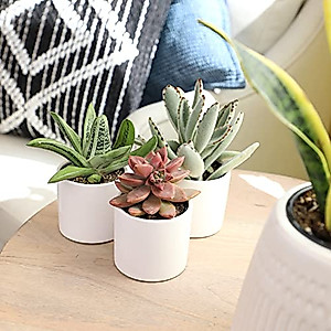 Live Succulents in White Planter Pots (3 PK), Live Succulent Plants Live Plants in Succulent Pots, Mini Succulents Plants Live Unique Gardening Gifts for Plant Lovers, Plant Gifts by Plants for Pets