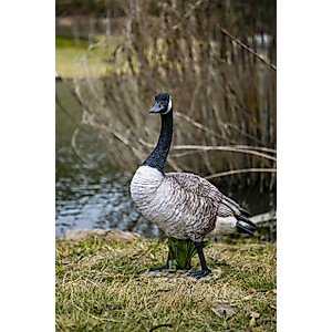 Hi-Line Gift Standing Canada Goose Statue, Grey/Natural