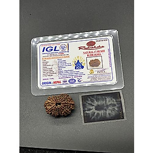 17 Mukhi Rudraksha from Nepal Natural Bead 31.12mm 5.60Gms IGL Certified Exact Bead