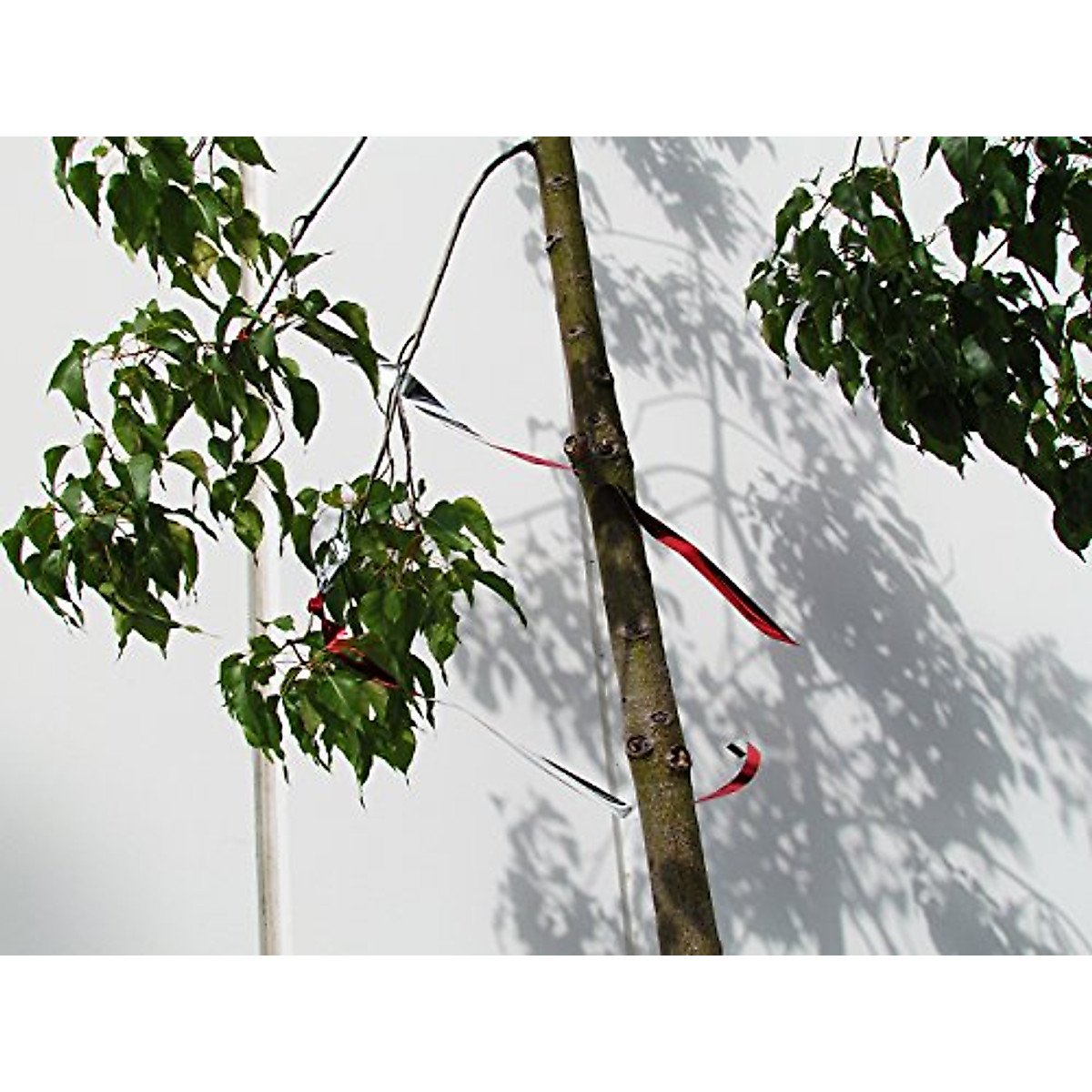 Bird B Gone MMFT-050 Flash Tape Bird Deterrent 1" x 50 ', Pack of 1