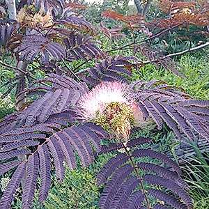 YEGAOL Garden 5Pcs Chocolate Mimosa Seeds Silk Tree Attracts Pollinators Drought Tolerant Fragrant GMO Free Deer Resistant Courtyard Coastal Garden Outdoor City Plant