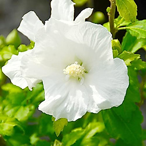 Snow White Hibiscus Seeds Perennial Attracts Butterflies Heat & Humidity Tolerant Bog Gardens Ponds Beds Borders Outdoor 25Pcs Flower Seeds by YEGAOL Garden