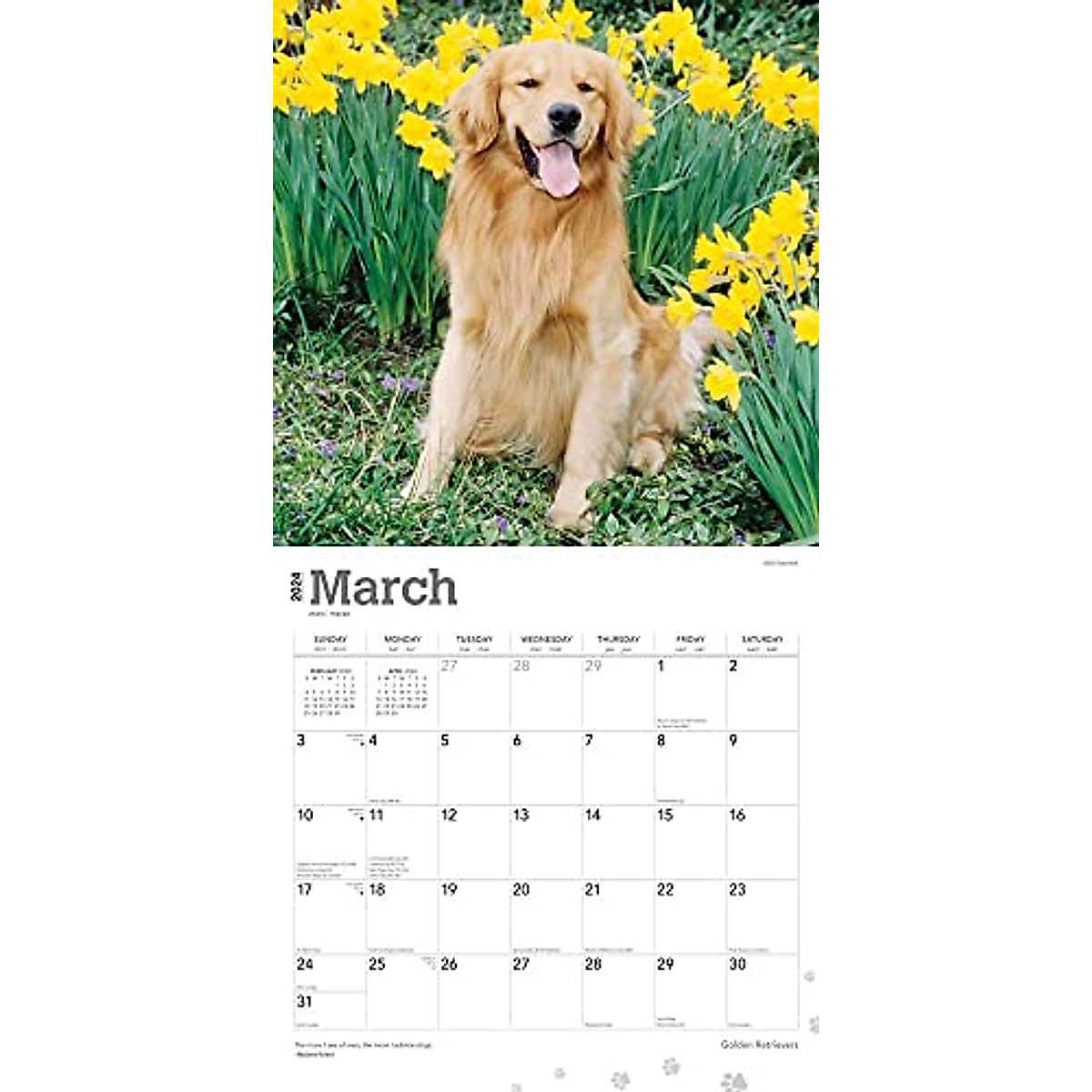 Golden Retrievers | 2024 12 x 24 Inch Monthly Square Wall Calendar | Foil Stamped Cover | BrownTrout | Animals Dog Breeds Retriever