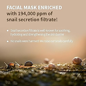 BENTON Snail Bee High Content Mask Pack (20g / 10 Sheets) - Snail Mucin Face Mask With Bee Venom | Korean Skin Care Face Mask Sheets For Moisturizing, Soothing and Nourishing (2022 Package)