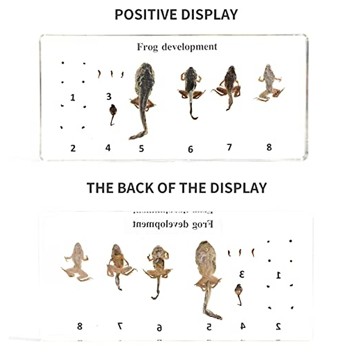 RupXinSplend Lifecycle of Frog-Development Paperweight Specimens - Animal Specimens in Clear Resin in Science Classroom for Science Education, Gift for Science Lovers by RupXinSplend