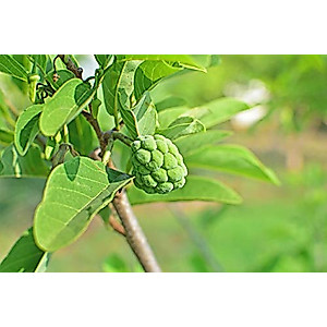 Annona Squamosa Sugar Apple Tree Live Plant Live Sugar Apple Fruits Plant 20 Inc Height for Planting
