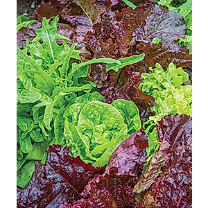 Burpee Heatwave Blend Lettuce Seeds 1000 seeds