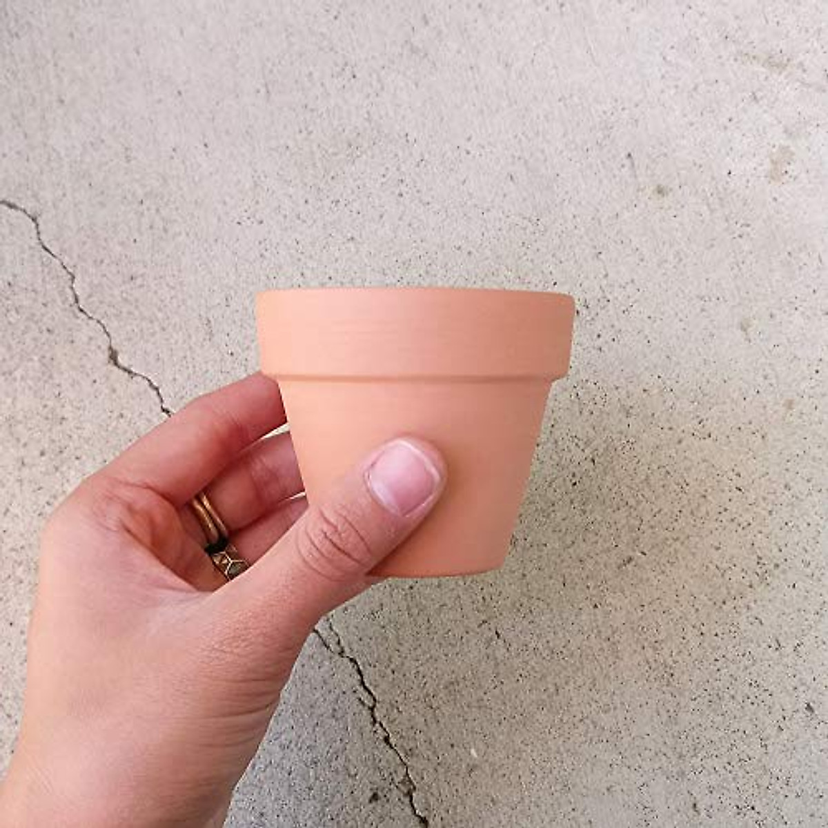 SUCCULENTS BOX | Unique Collection of Live Cactus Plants, Golden Barrel Cactus (2'' + Clay Pot), Hand Selected, Rare Varieties for Gift or Home Decoration