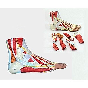 Medical Anatomical Foot Skeleton Model with Ligaments, Muscles, Nerves and Arteries, 9-Part, Life Size, Finest Details