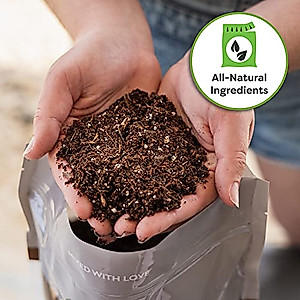 Perfect Plants Money Tree Potting Soil 4qt | Organic Coco Coir Based Plant Mix for Indoor Trees | Quickly Grow Your Indoor Forest