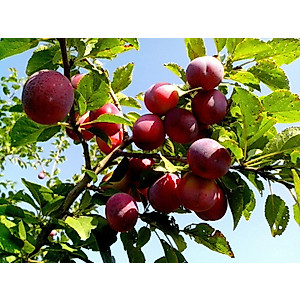 5 Seeds Red Purple Fruit White Flower American Plum Prunus Americana Shrub Tree #SDF02