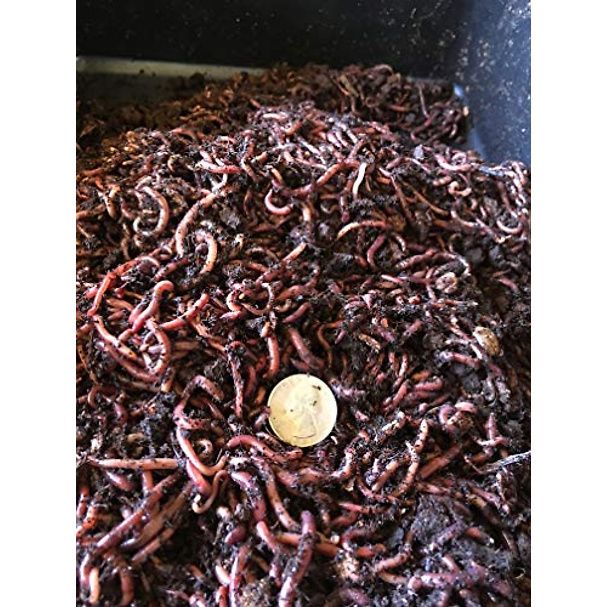 Worms Georgia Red Wiggler (1/2 Pound)