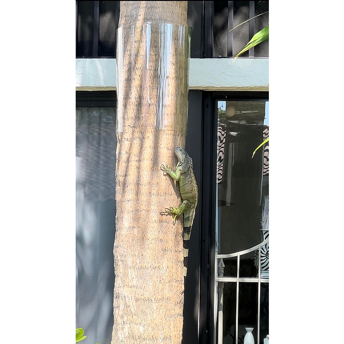 IggyWrap Iguana Tree Wrap for Iguana Prevention 29"