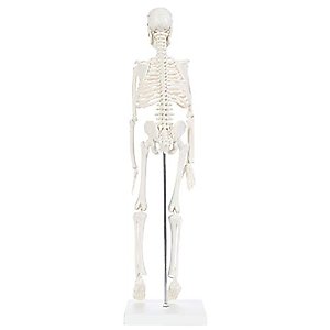 Anatomy Lab Human Skeleton Model, 19" Desktop Skeleton Has Movable Arms and Legs, Details Basic Human Skeletal System with Display Stand