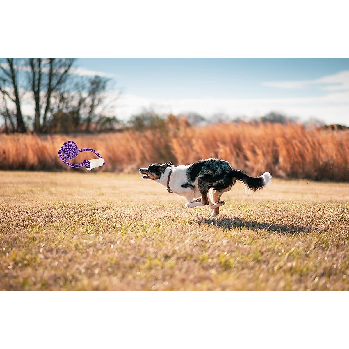 Crazy Tails Dog Chew Rope Toy for All Puppy Breeds Toys for Teething Small Dogs-Ring Ball with Bone