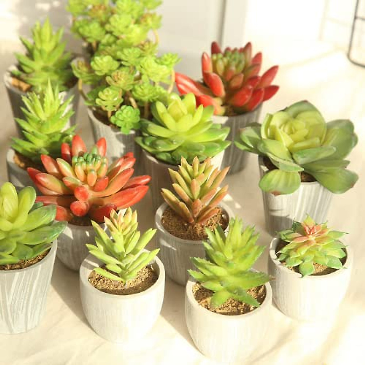 CHUXAY GARDEN 300 Seeds Mix Bonsai Succulent Plant Seeds Hardy Ornamental Livestone Grows in Just Weeks Low-Maintenance Great for Window