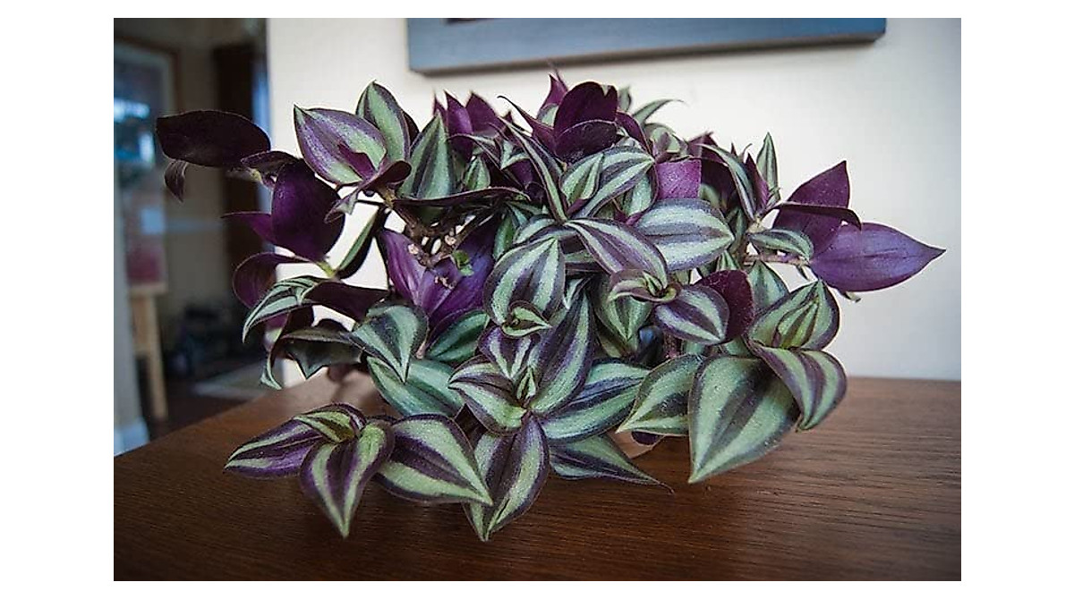 Grow Vibrant Purple Wandering Jew Cuttings Indoors