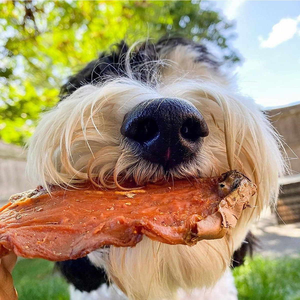 Sweet Potato Slices - Dog Treats - Single Ingredient Grain Free for Dogs, Best High Anti-Oxidant Healthy 100% Natural Thick Cut Dried Sweet Potato Dog Treats With No Added Preservatives (8oz)