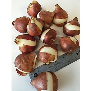 Darwin Hybrid Tulip Mix 25 Bulbs