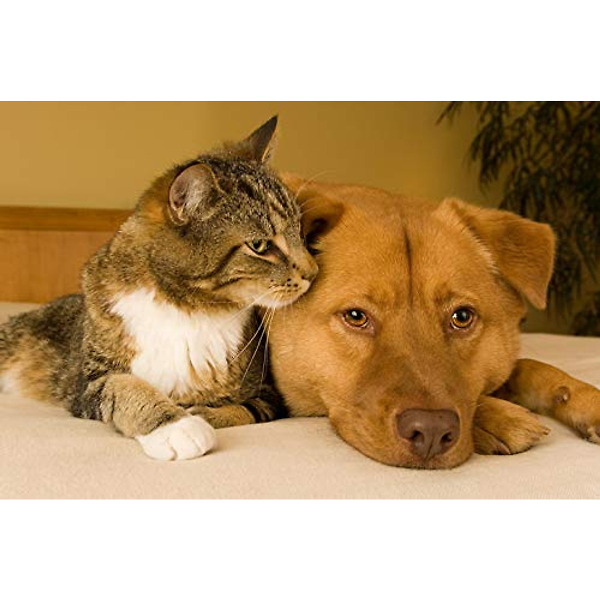 cat Bone Supplement - Pets Joint Support with Turmeric and MSM - Dogs and Cats - Premium Complex - Turmeric for Cats - 3 Bottles (180 Tablets)