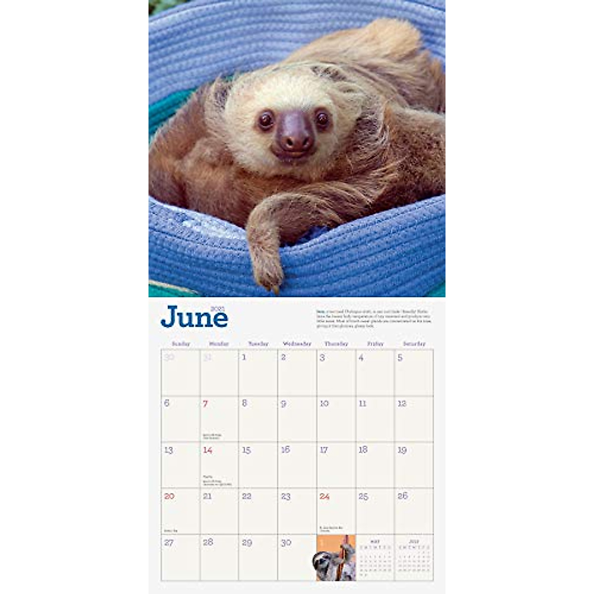Original Sloths Wall Calendar 2021