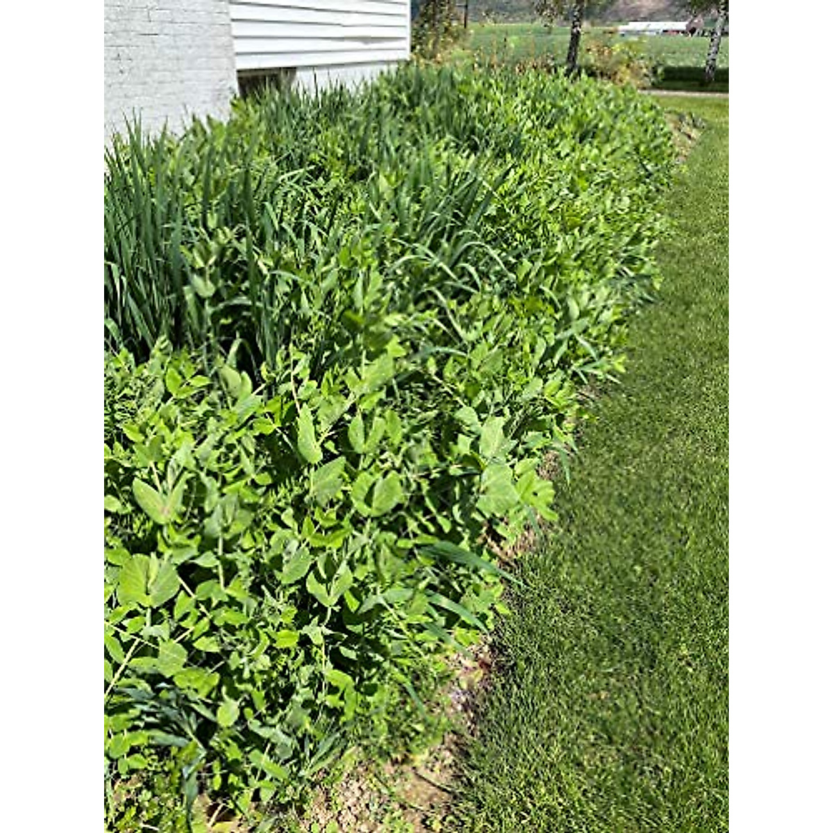 Cover Crop Seed Blend by Eretz (5lb) - Choose Size! Willamette Valley, Oregon Grown, Non-GMO, No Fillers, No Weed Seeds.