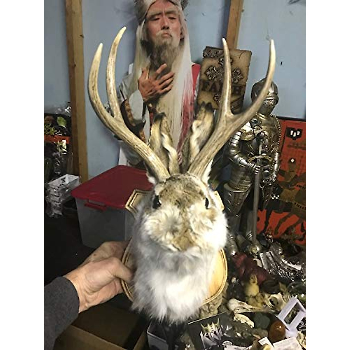 Jackalope Shoulder Head Mount Taxidermy Mounted 4 Point Antlers Professionally Done (Bailey)