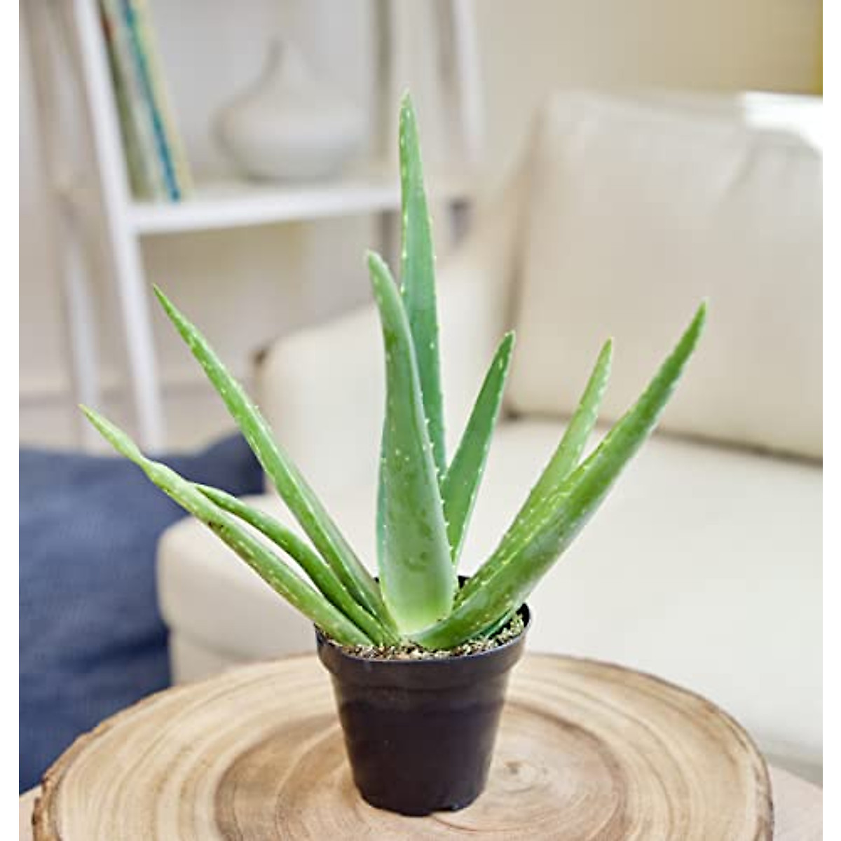 Aloe Vera Plant Live Succulent Plants, Live Aloe Vera Plant Succulents, Live Aloe Plant in Aloe Plant Pot, Aloe Plants Live Indoor Plants, Live Aloe Vera Plant Indoor House Plants by Plants for Pets