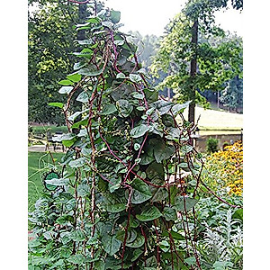 30+ Malabar Red Stem Spinach Seeds Herb Heirloom Non-GMO Phooi Leaf, Red Vine, Alugbati, Vietnamese,from USA