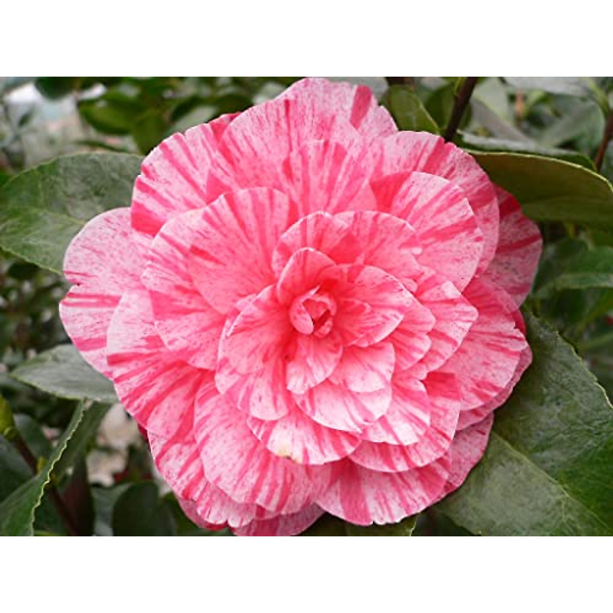 Variegated Camellia Japonica Rose Red Pink Plant Color, Ornaments Perennial Garden Simple to Grow Pots, 10 Inches in Tall