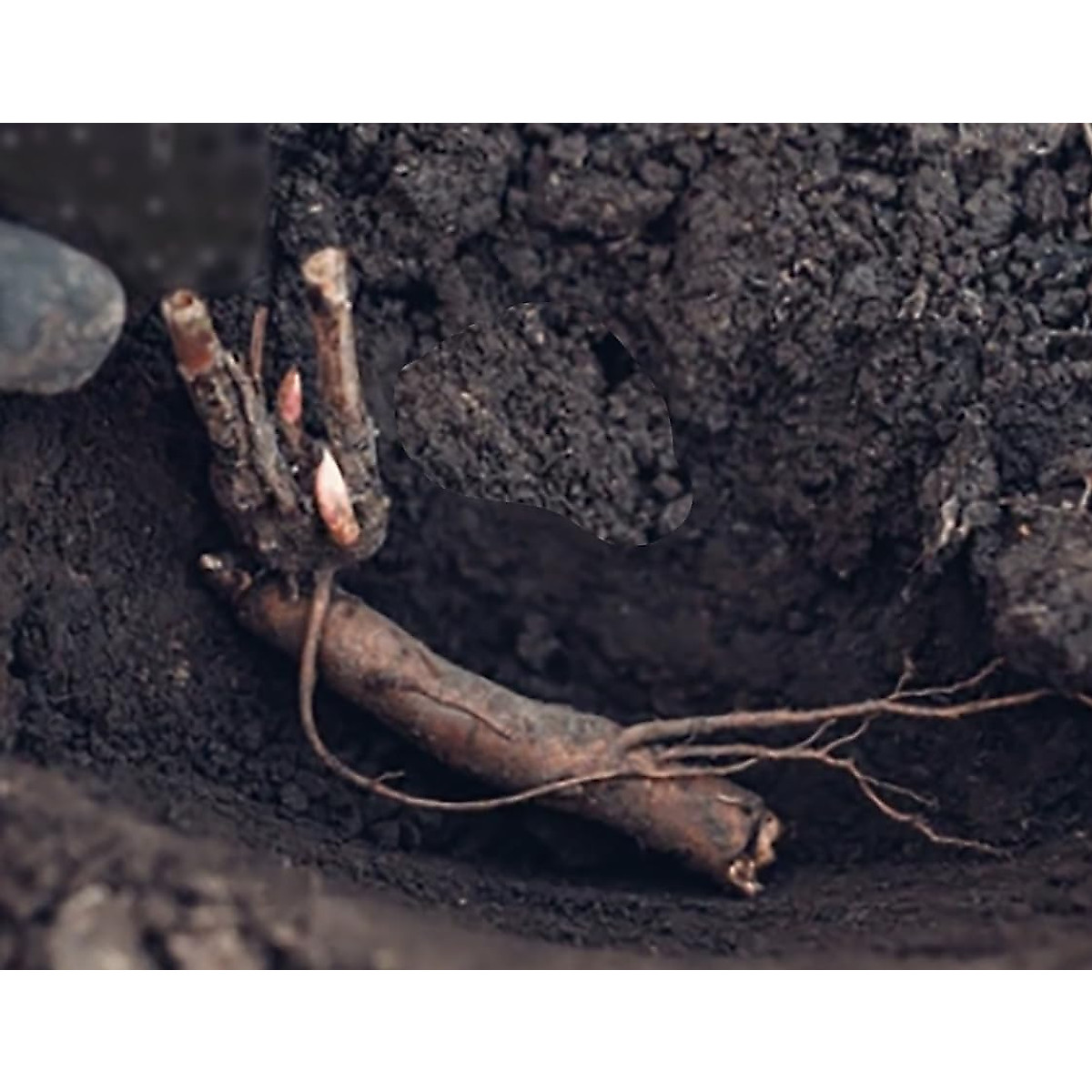 Marde Ross & Company Duchess De Nemours Double White Peony Bulbs - Bare Root 3-5 Eyes, Delightful Fragrance | Peony Plants for Planting Outdoors