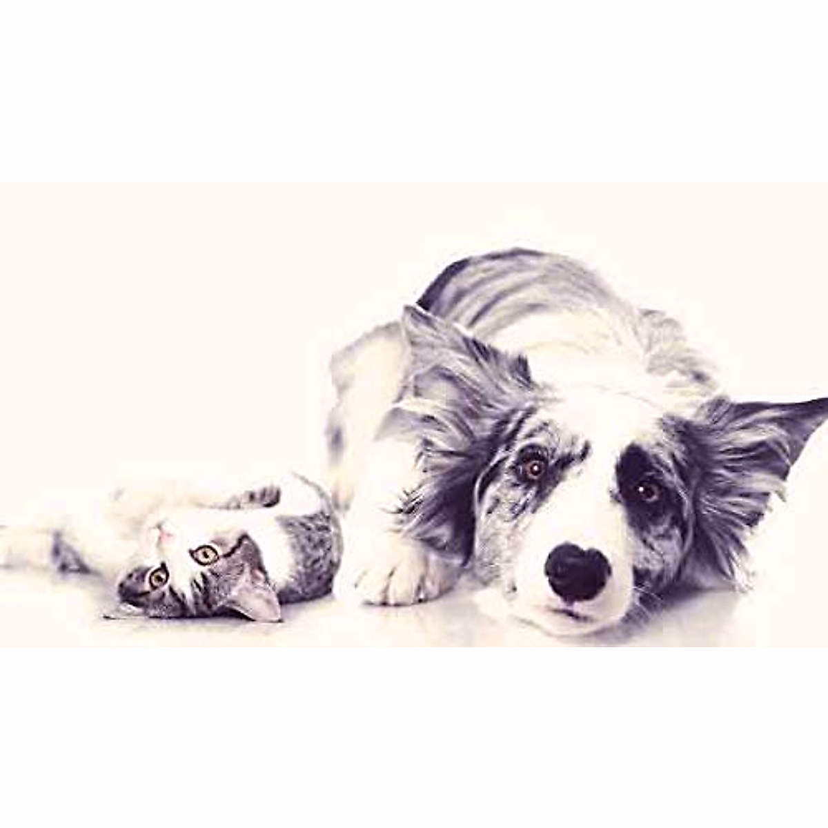 I LOVE MY PETS LLC Vitamins for Dogs Soft chew - PET Ultra Vitamins - Dogs Cats Health - Best Benefits - Vitamin c for Dogs Pills - 90 Treats (1 Bottle)