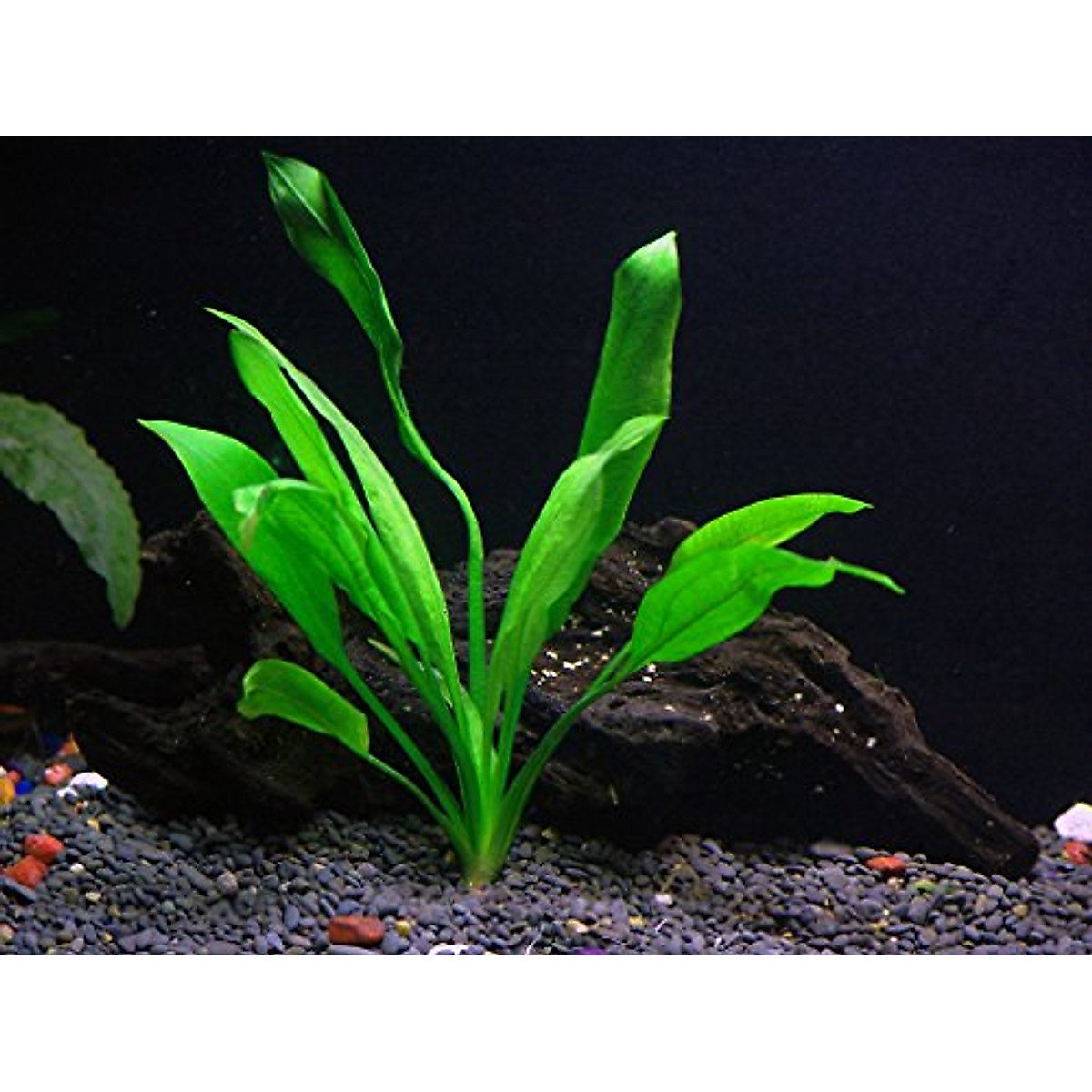 Discus-Warm Water Aquarium Plant Bundle