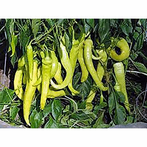 Pepper, Sweet Banana, Heirloom, 25 Seeds, MILD Sweet Great in Salads