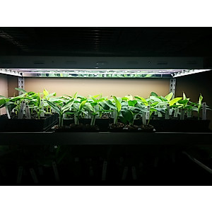 Banana Plants "Dwarf Cavendish" includes Four (4) Plants