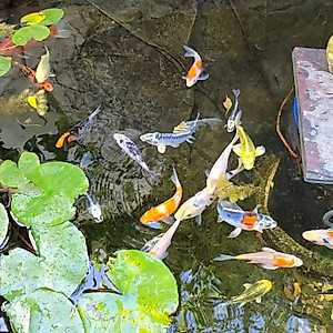Toledo Goldfish Standard Fin Koi, Variety of Colors and Patterns - Perfect for Ponds or Aquariums - 4-5 Inches, 5 Count