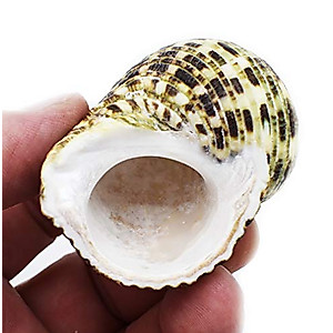 FSG - Select 6 Hermit Crab Shells Large Turbo Changing Seashells Large 2"-3" Size (Opening Size 7/8"- 1 1/4") Natural