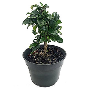 Fukien Tea Bonsai Tree - Carmona microphylla - 6" Pot - Indoor Houseplant