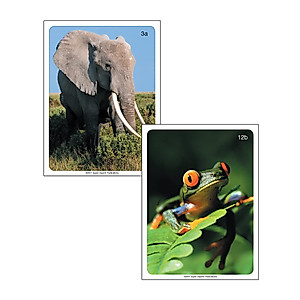 Super Duper Publications | Webber® Animals Photo Card Deck | Educational Learning Resource for Children