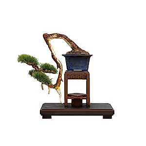 Platz 1/12 The-bonsai See Plastic model BON-03