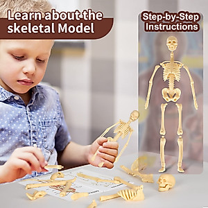 KlayBear 9.6 Inch Human Anatomy Model for Kids - 8 Pc Removable Parts Torso & Skeleton - Educational Organ Model for STEM Learning, Ages 3+