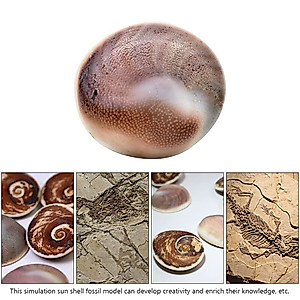 Scicalife 100g Sun Shell Fossil Stone Paleontology Fossil Stones Specimen Ornaments for Basic Paleontology Biological Science Education