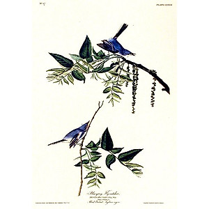 Blue-grey Fly-catcher. From"The Birds of America" (Amsterdam Edition)